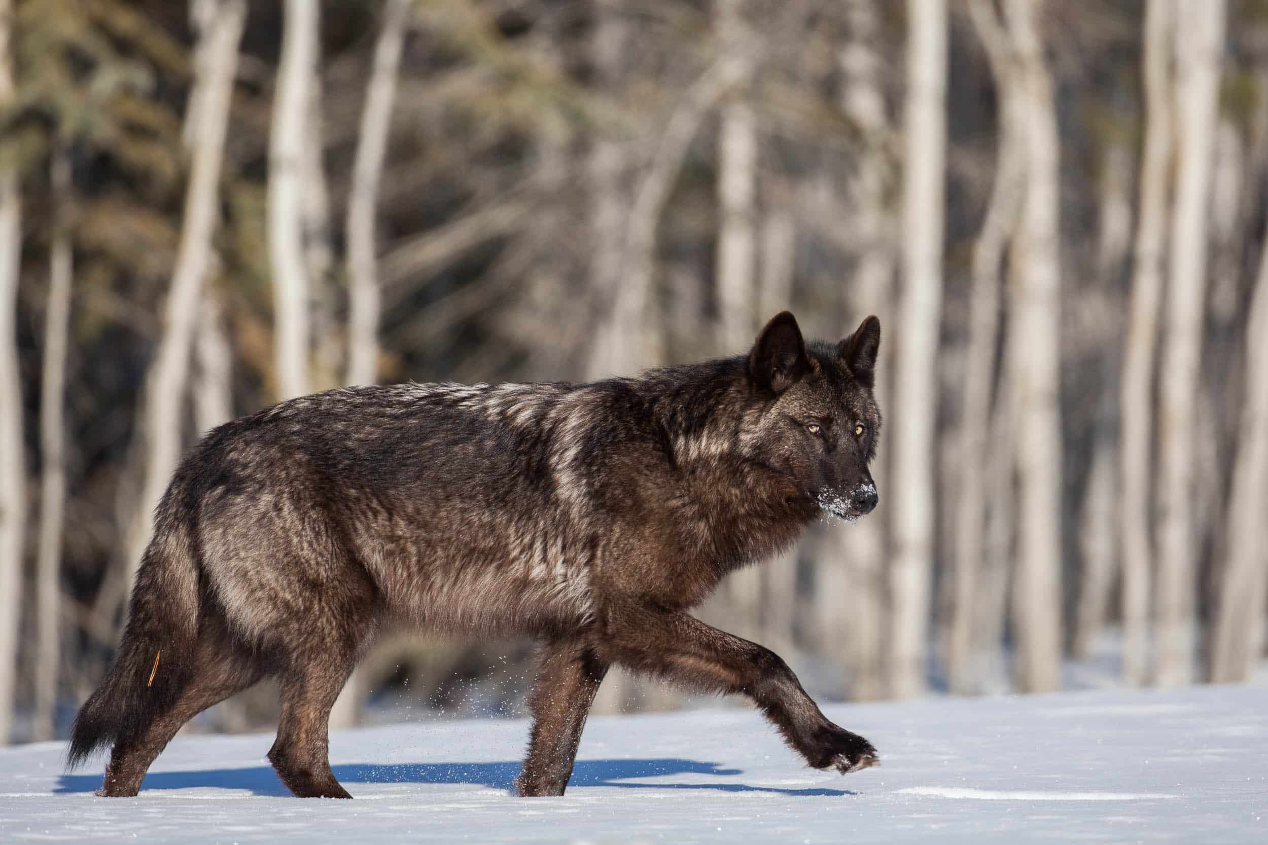 WildWise Yukon